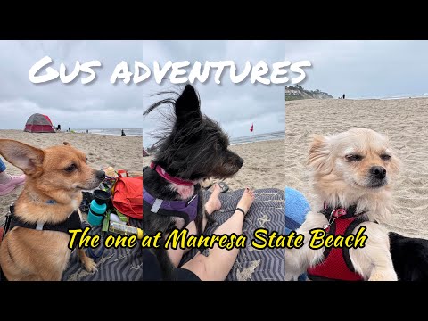 Three chi mix rescue pups visit Manresa Beach