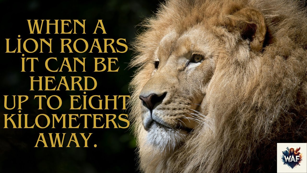 27 Interesting Facts About Lions