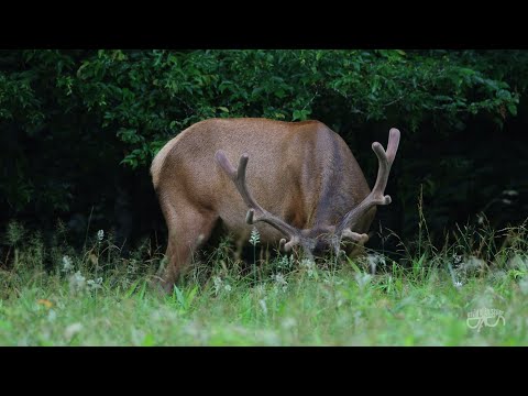 How Many Elk Can You Spot...??? Filmed in 4K