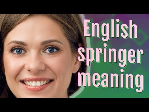 English springer | meaning of English springer