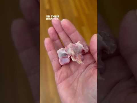 Raw meaty bones for your dog