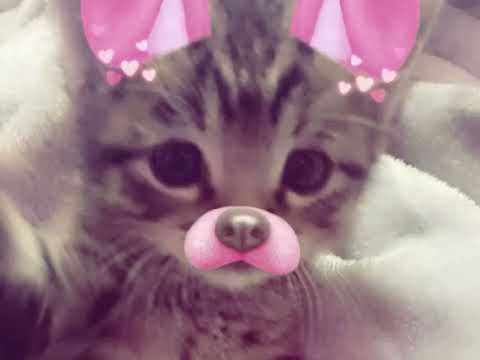 Very silly and funny Cat pfp π