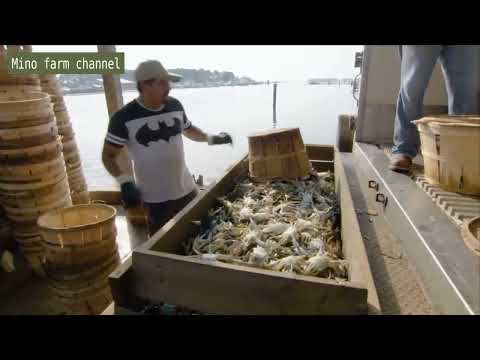 Blue Crab Catch and Processing Canned Crab Meat Factory Crab Meat Production Line