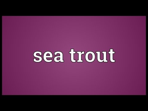 Sea trout Meaning