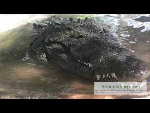 PHS Presents... False Gharial!