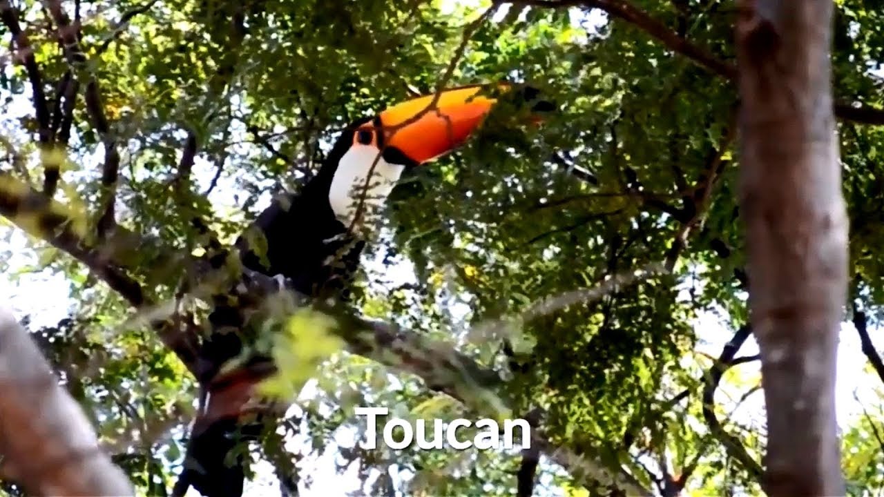 Toucan (bird) Ramphastidae