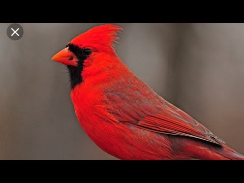 Cardinal Angels