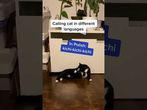 Calling cat in different languages #cat #funny #german