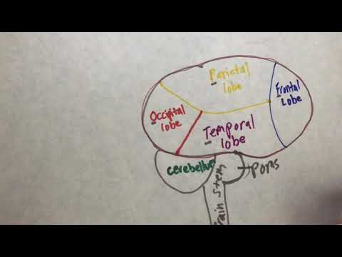 Draw And Label the Brain