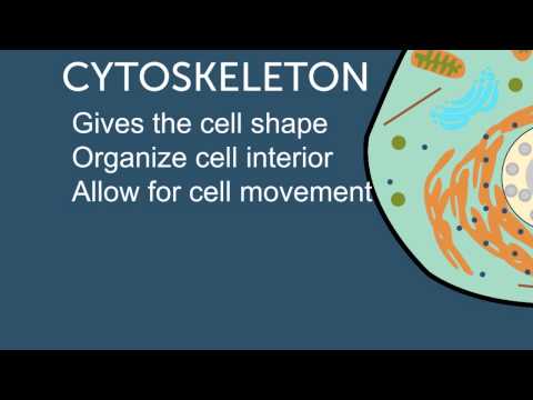 Cytoplasm — Structure & Function - Expii