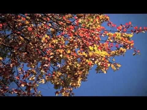 Orchestration Sample - Rob Del Gaudio