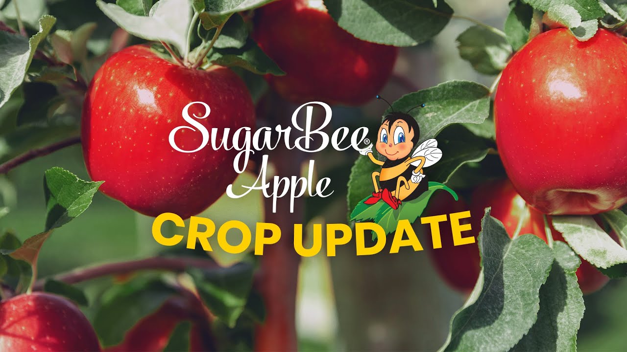 SugarBee® Apple Crop Update | Week 1