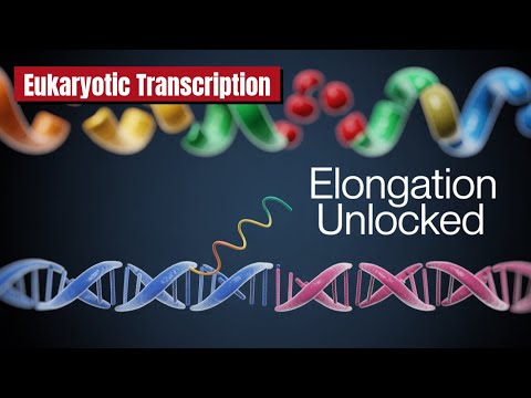 Eukaryotic Transcription Elongation Explained in 3 Min