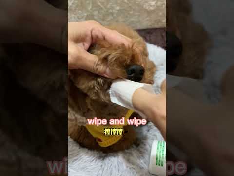 OEM Pet Finger Wipes Dental Ear Eye Care for Cats and Dogs (free samples contact beyier@beyier.cn)