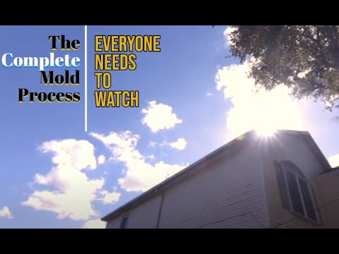 Breaking the Mold: A Behind-the-Scenes Look at Professional Mold Remediation Process