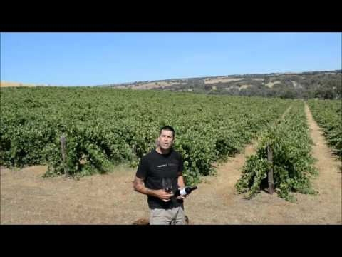Elderton Wines High Altitude Shiraz video tasting note