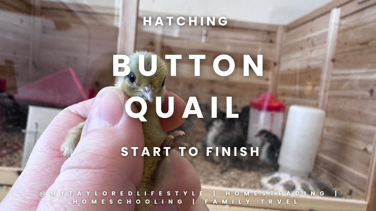 Hatching button quail from start to finish