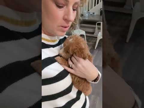 DOODLE PUPPY GETTING ROCKED TO SLEEP! LULLABIES FOR A LABRADOODLE! #SHORTS