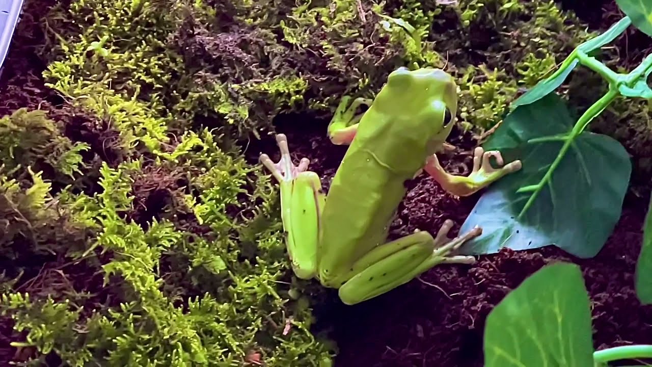 Australian green tree frog jumping in slow motion