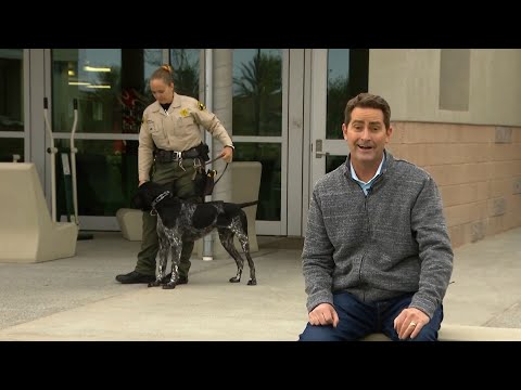 Meet Deputy Racine & K-9 Rex - San Diego County Sheriff's Department