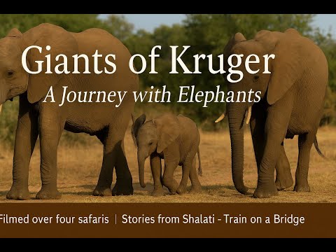 Giants of Kruger: A Journey with Elephants