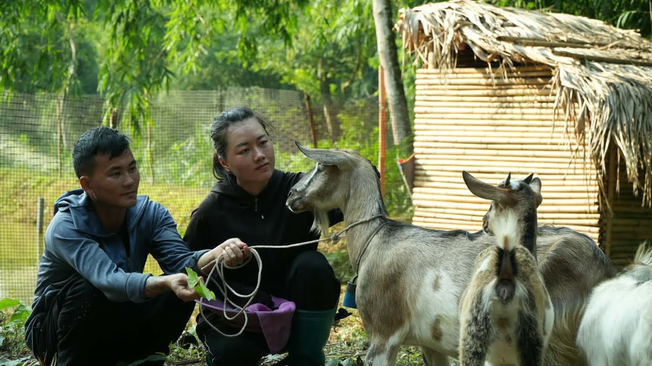 The journey of bringing the goats home: Mr. Thang's sweat and smiles