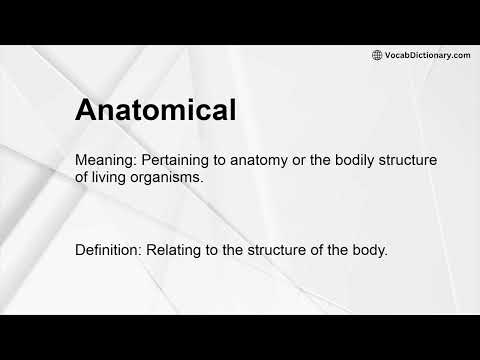 Anatomical Meaning