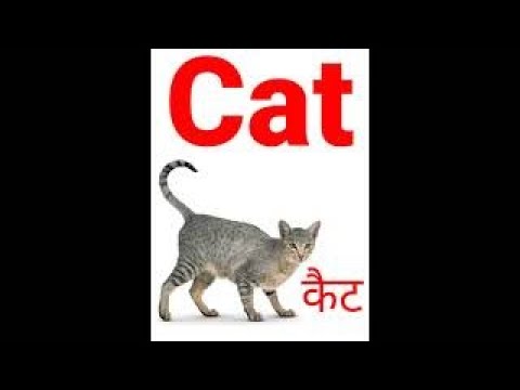 Cat hindi meaning with photo
