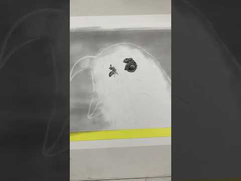 Drawing a Kea bird with graphite pencils | Work in progress No. 2 #shorts #art #drawing