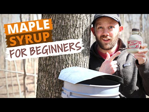 How To Make Maple Syrup (Small Batch Syrup For Beginners)