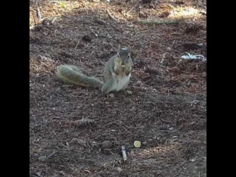 Squirrel eating honeycomb cereal.