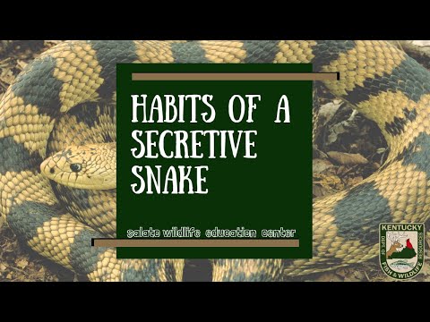 Habits of a Secretive Snake