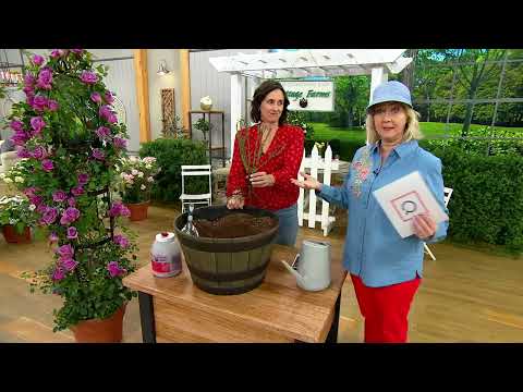 Cottage Farms 1-Piece Climbing Angel Face Rose Live Plant on QVC