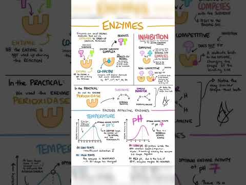 Enzymes biology class 11 | medical2.0 |