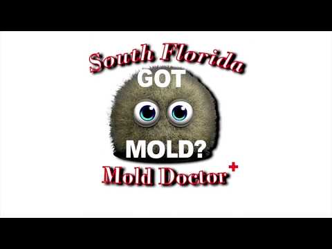 South Florida Mold Doctor