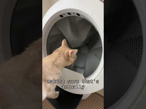 Honest thoughts on Litter-Robot 4 after five months