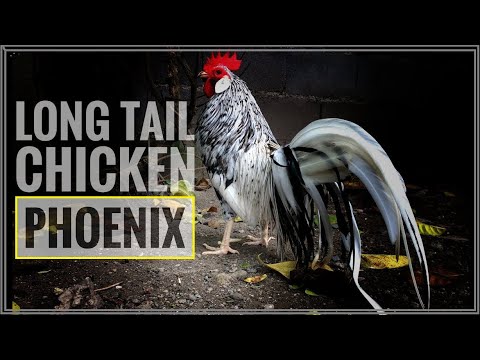 Highest Egg Production Chicken Breed | Phoenix Chicken Breed | Best Chicken breed in The world |