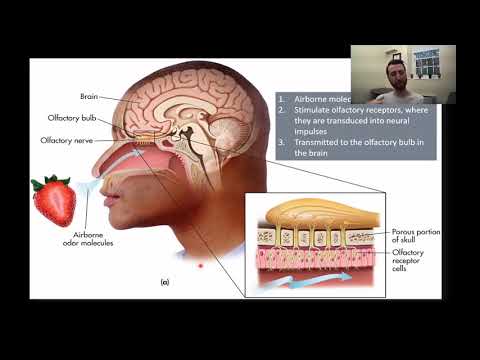 PSY111 CH3PT5: Sensation and Perception: Smell