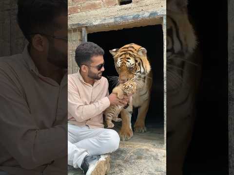 Episode 622: Angry tiger cub with mom 🐯❤️✌️