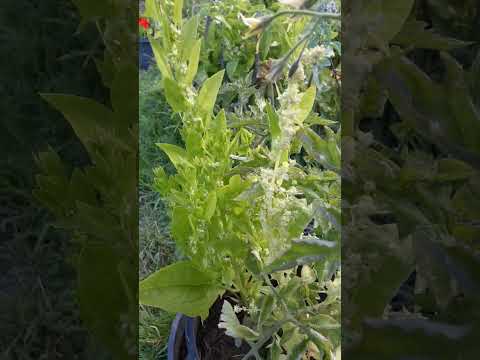 Spinach plant differences male and female plants