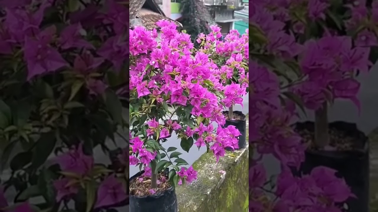 Bougenville micro ungu‼️ bunganya rimbun dan mudah perawatannya