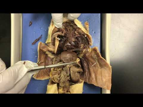 S437 Rat Dissection Video