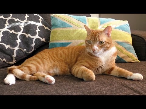 FIV+ Cats = Positively Adoptable!