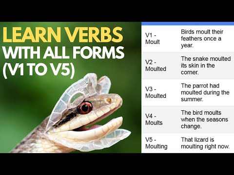1000+ Verbs With Forms V1 V2 V3 V4 V5 and Examples | Part 38
