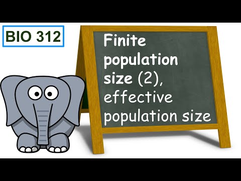 Finite population size (2), effective population size.