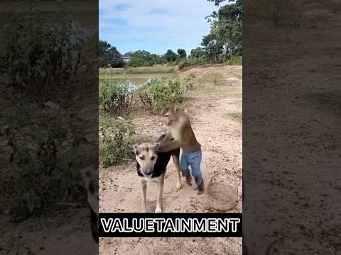 Monkey Calls Dog Uber for Snacks! πππ€£