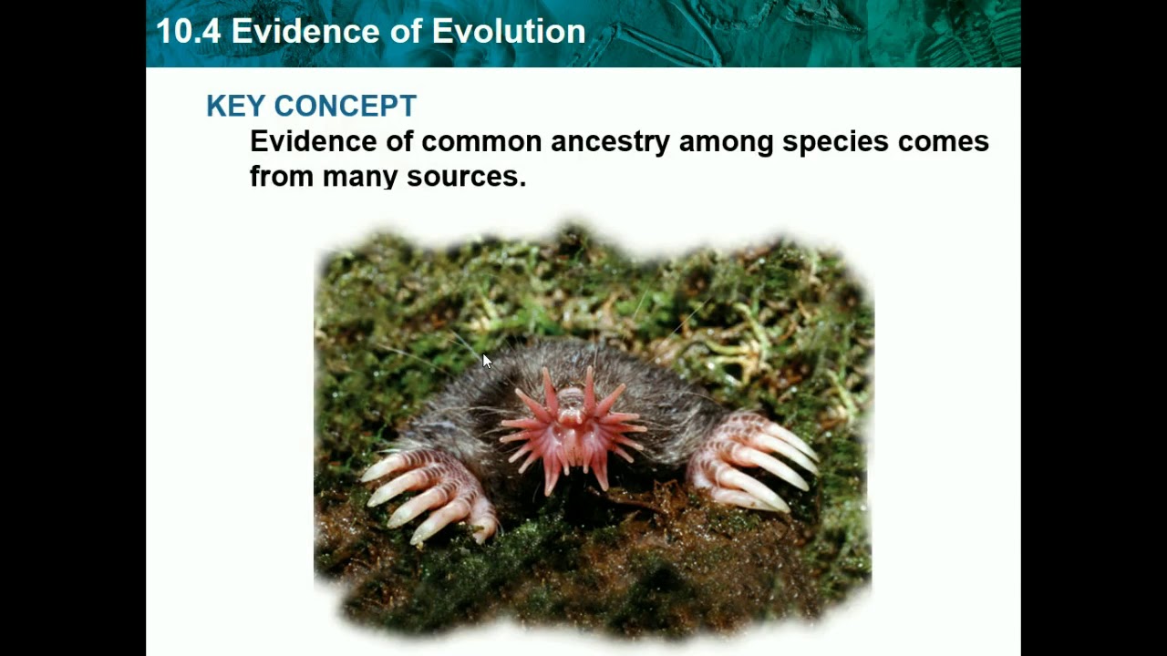Biology CH 10 - Principles of Evolution