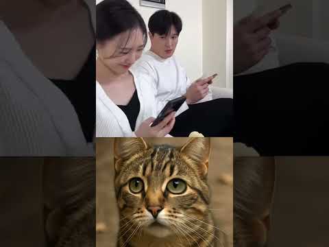 What did the girl do?ππΈ #cat #trending #funnycatmemes #duet #entertainment #shorts