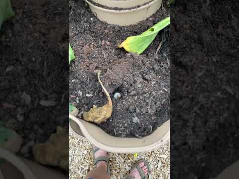 Ensure a Healthy Garden: Eliminate Grubs!