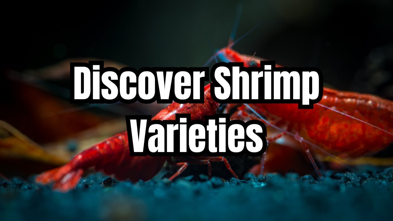The Top 15 Aquarium Shrimp Types 🦐
